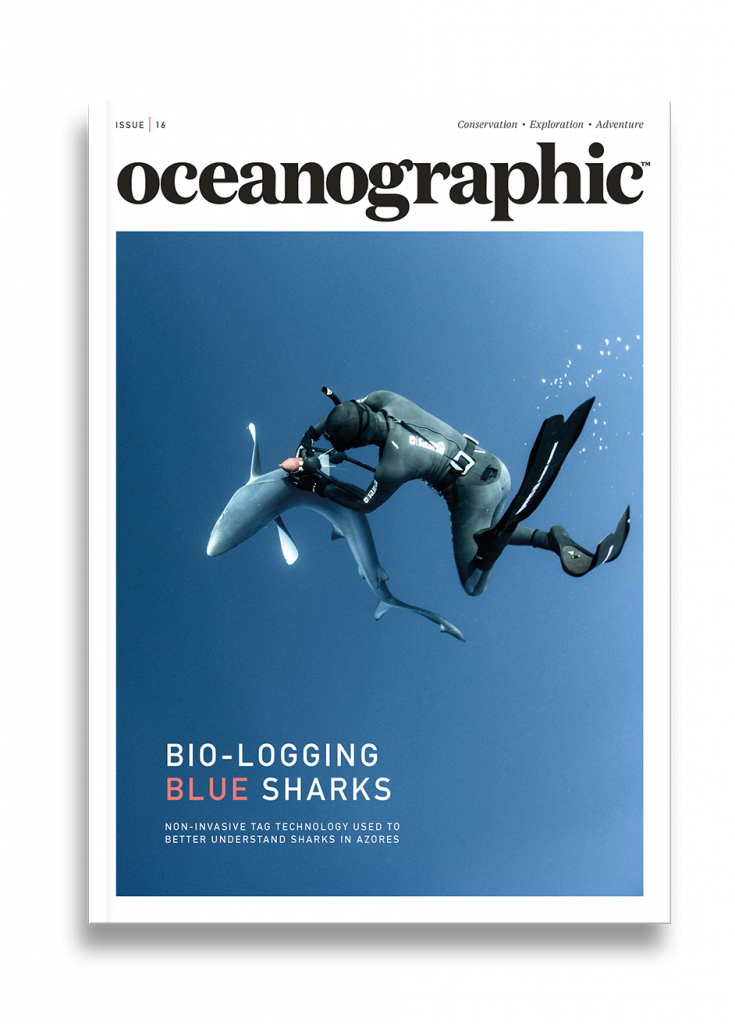 Bio-logging blue sharks - Oceanographic - Oceanographic