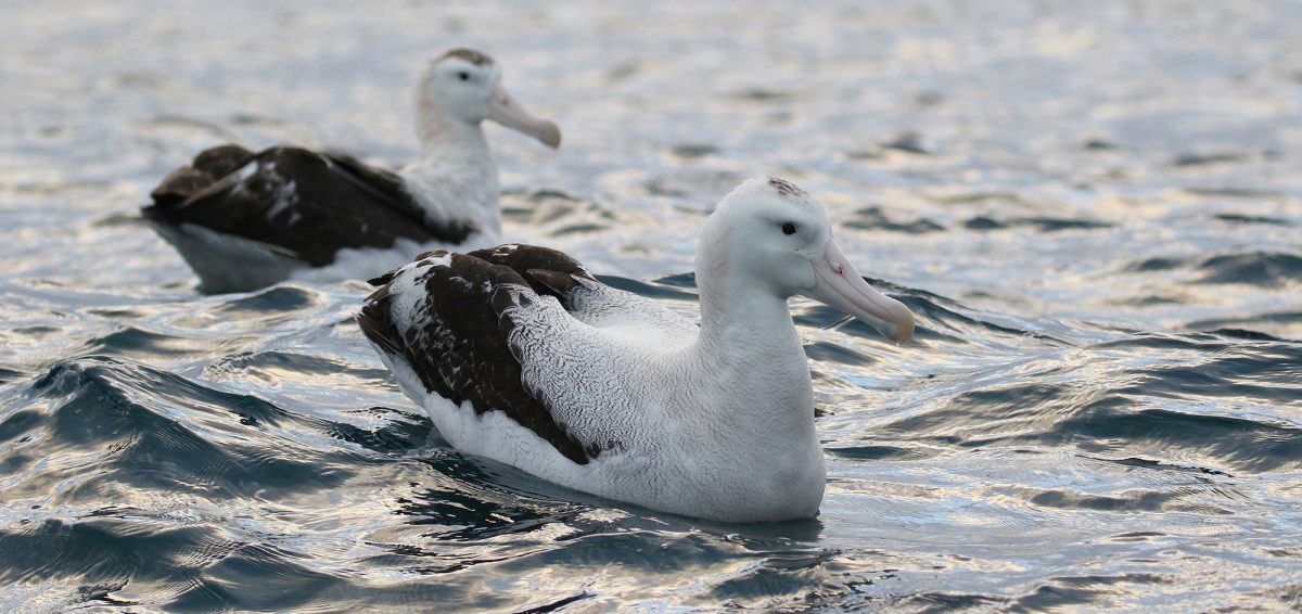 Flying with the albatross - Oceanographic - Oceanographic